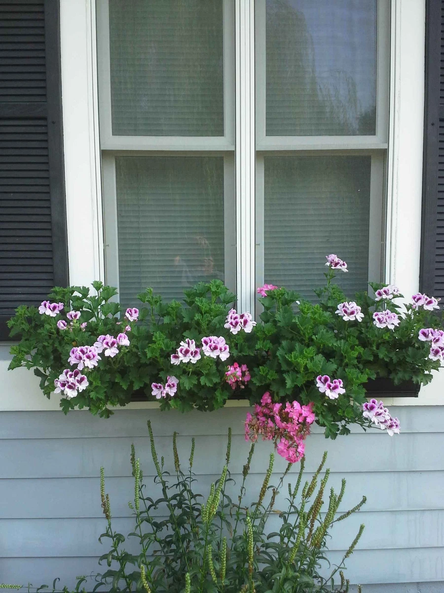 Ivy Geranium Window Box