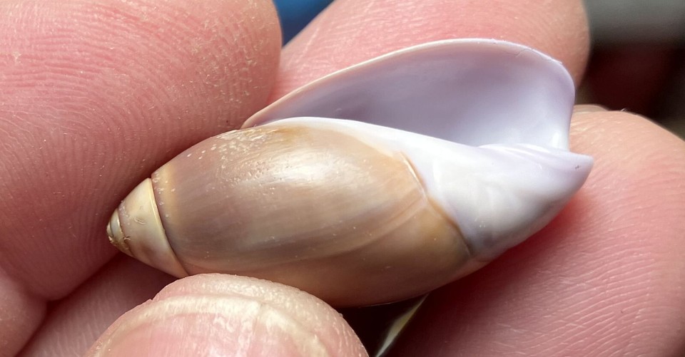 Alaska Sea Shell Collection. Lot 14. Rare and Unique. Collected in ...