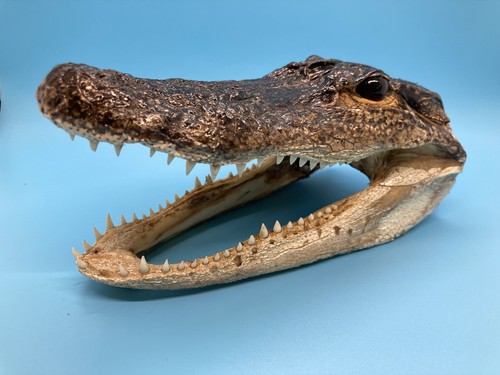 Jumbo 8 - 9" Alligator Head From Genuine Louisiana Gator | eBay