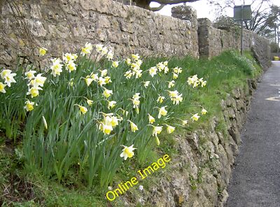 Photo 12x8 March daffodils Dundry The short section of Dundry Lane ...