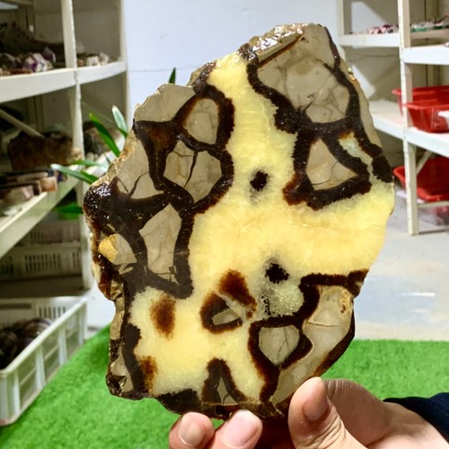 399G Natural beautiful Septarian Slice raw stone Quartz Crystal Healing ...