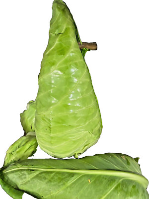 Sweetheart pointed cabbage plugs ready now. | eBay UK