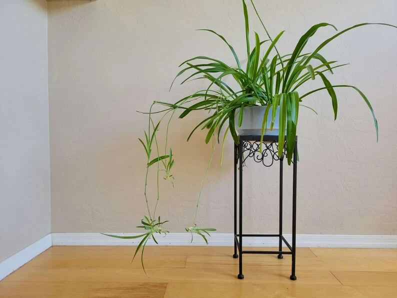1 х Spider Plant | Spiderling | Cutting | Rooted | Spider Plant baby ...