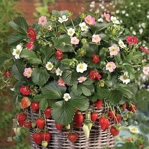 Strawberry "Rainbow Treasure" 100+ seeds for propagation | eBay