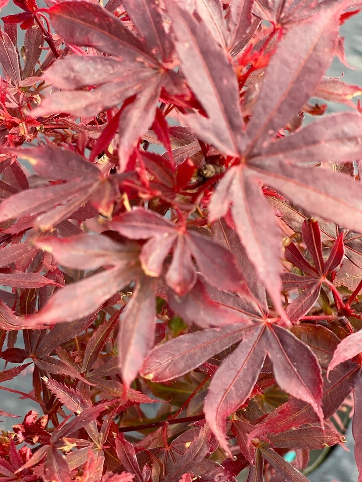 Acer palmatum 'Fireball' (Fireball Japanese maple) | eBay