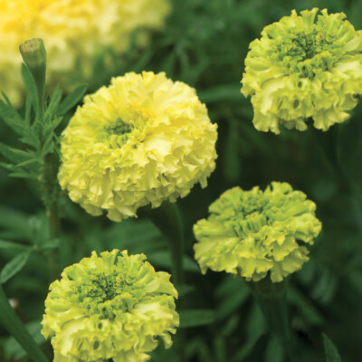 25+ Nosento Limegreen Marigold Seeds for Garden Planting - USA - FREE ...