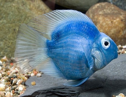 Blue Color Parrot Parrot Cichlid 1.5- 2.0 Inch Live Fish | eBay