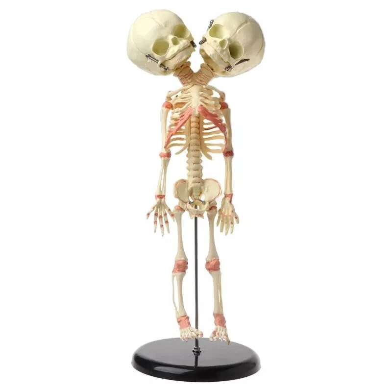 Skeleton Models For Teaching