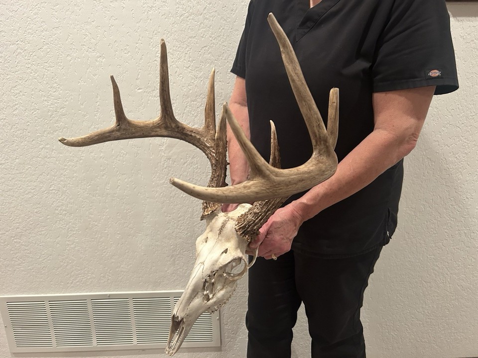 Nice Kansas Whitetail WILD Deer Heavy Dark Antlers Skull Euro Mount ...
