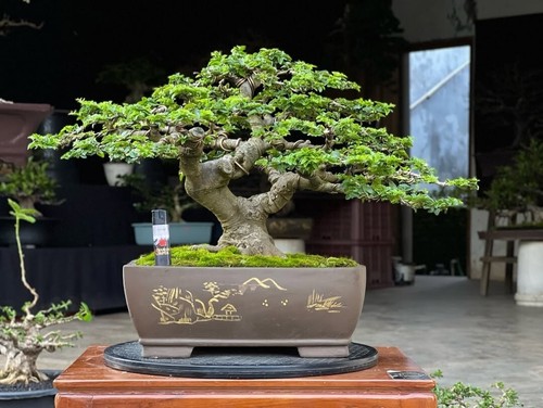 Actual Bonsai Tree. Bonsai Triphasia trifolia super good tree small ...