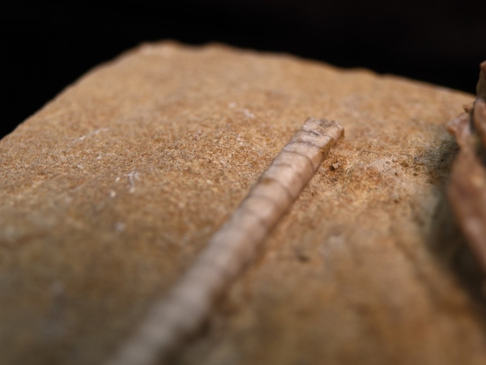Cute Pair Fossil Crinoids, Crawfordsville, IN | eBay