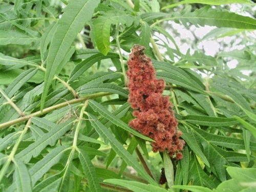 30 CUTLEAF SUMAC SEEEDS - Rhus typhina laciniata | eBay