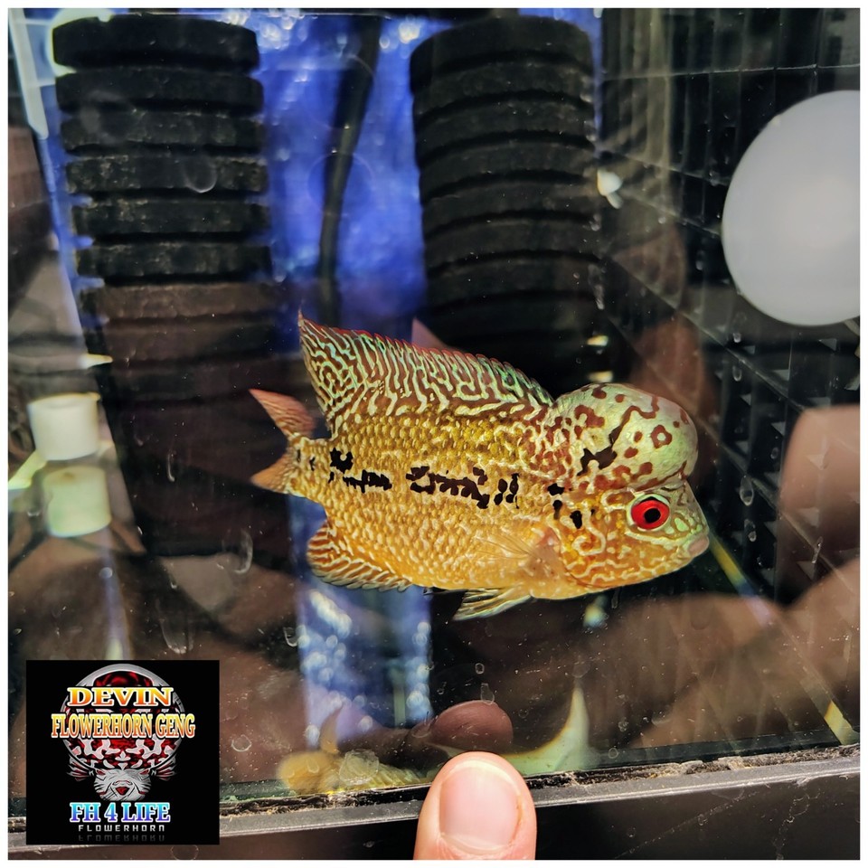 VIP FULL MASK YELLOW KAMFA F2 HAMMER KOK THICK PEARL(VIETNAMESE STYLE ...