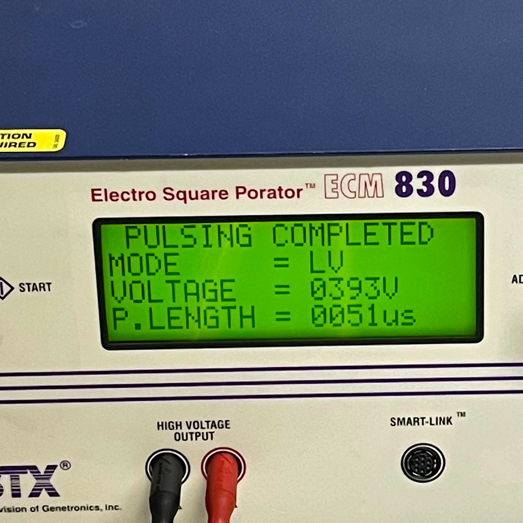 BTX Electro Square Porator ECM 830 With Safety Stand 630b for sale ...