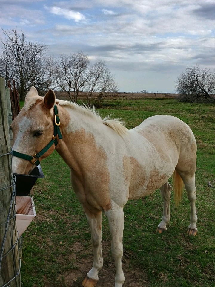 12 Year Old Green Broke Mare Horse For Sale | eBay