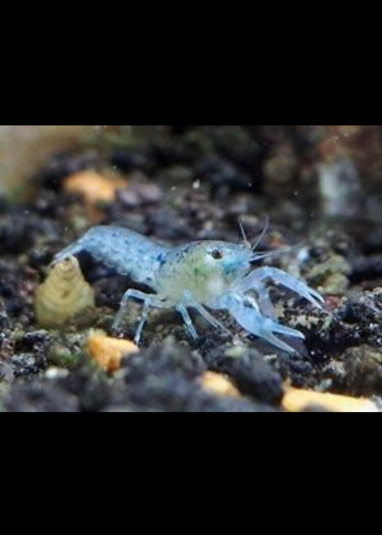 Baby Dwarf Crayfish | eBay