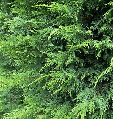 Green Leylandii Cupressocyparis Leylandii Hedging Trees 3-4ft in 2 ...