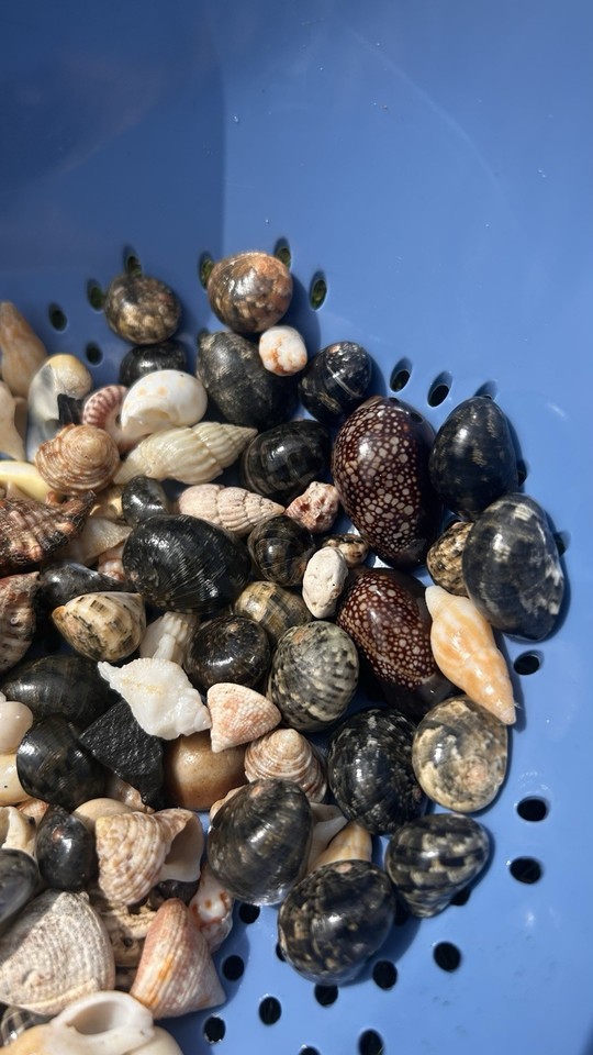 Mystery Kupe’e Unique Hawaiian Shell (Nerite) mixed pack Fresh Oahu 9x ...