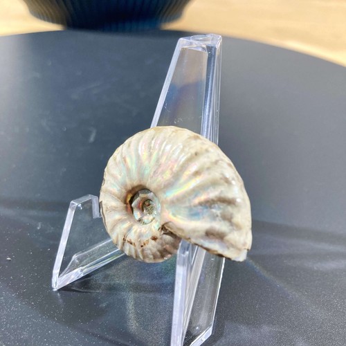 Rare Ammonite fossile nacrée et irisée - Pièce naturelle unique | eBay