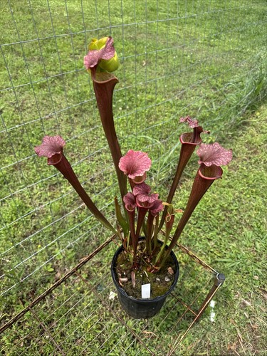 SARRACENIA (LEUCOPHYLLA HCW B. RICE X FLAVA ‘PASTEL’) STEVE GALIC ...