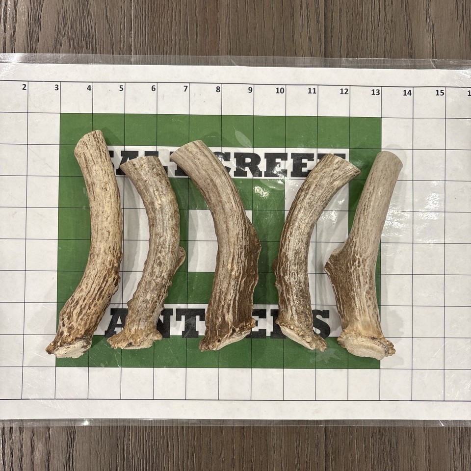 5 Whitetail Deer Antler Crowns Knife Handles Cane Deer Shed Rosette ...