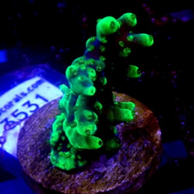 Green and Blue Acropora SPS Coral Frag WYSIWYG - Indigo Corals - IC ...