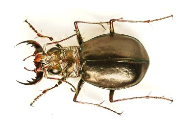 Eurymorpha cyanipes CARABIDAE CICINDELINAE BEETLE COLEOPTERA INSECTS ...