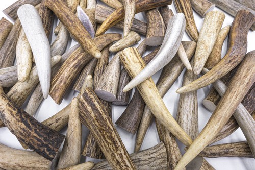 25 Deer / Elk Antler Tips Tines A GRADE ONLY - ASSORTED Craft Antlers ...