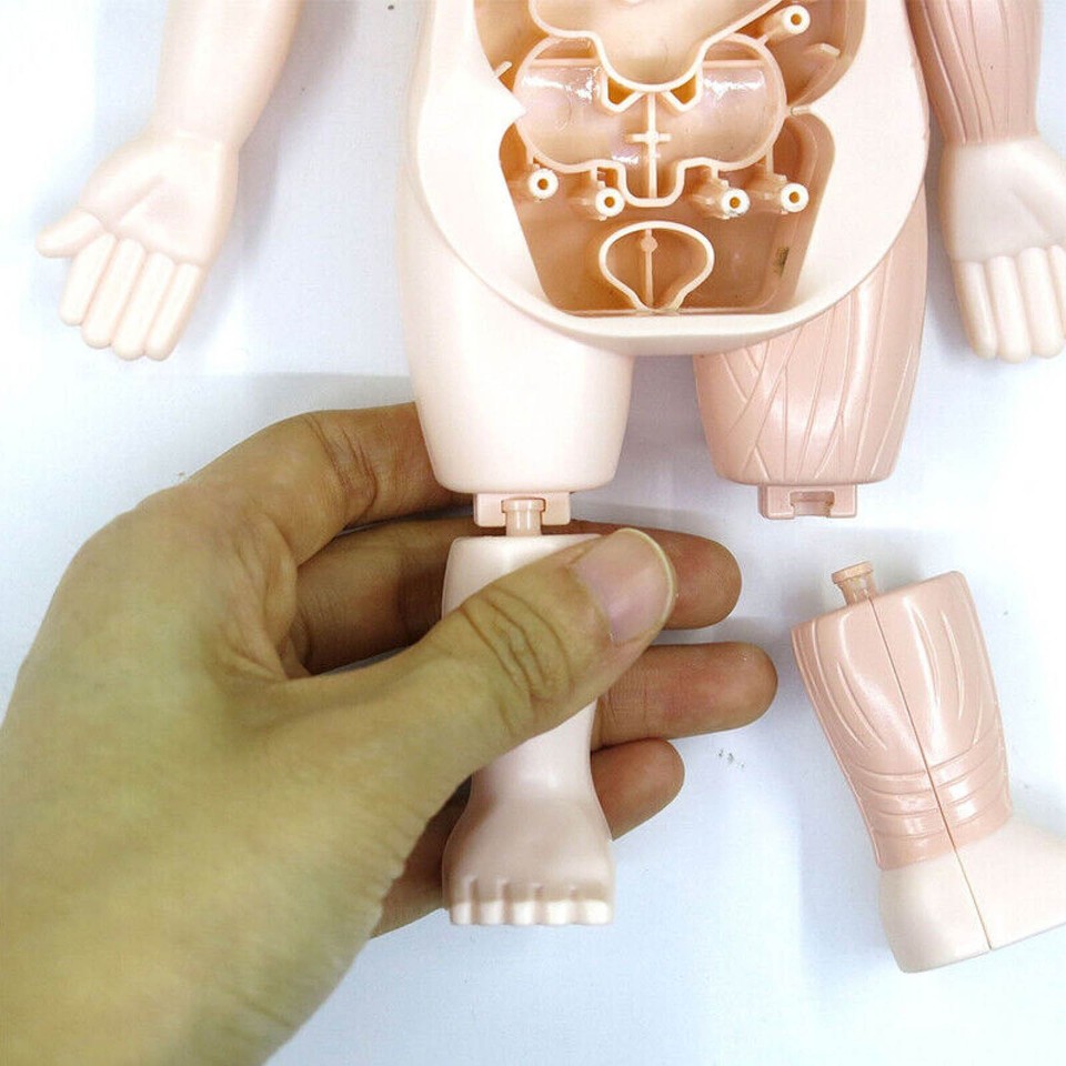 3D Puzzle Human Body Anatomy Model Learning Organ Assembled Toy Body ...