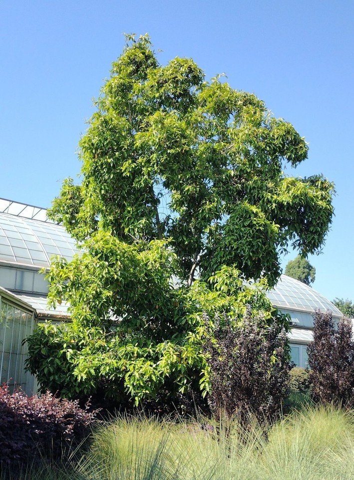 White Champaca Magnolia x alba (Michelia alba) -TC Plant Plug-3-8 in ...
