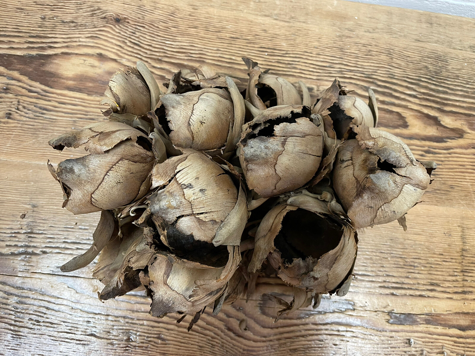 Natural Dried Botanical - Giant Seed Pods - unique wedding centerpiece ...