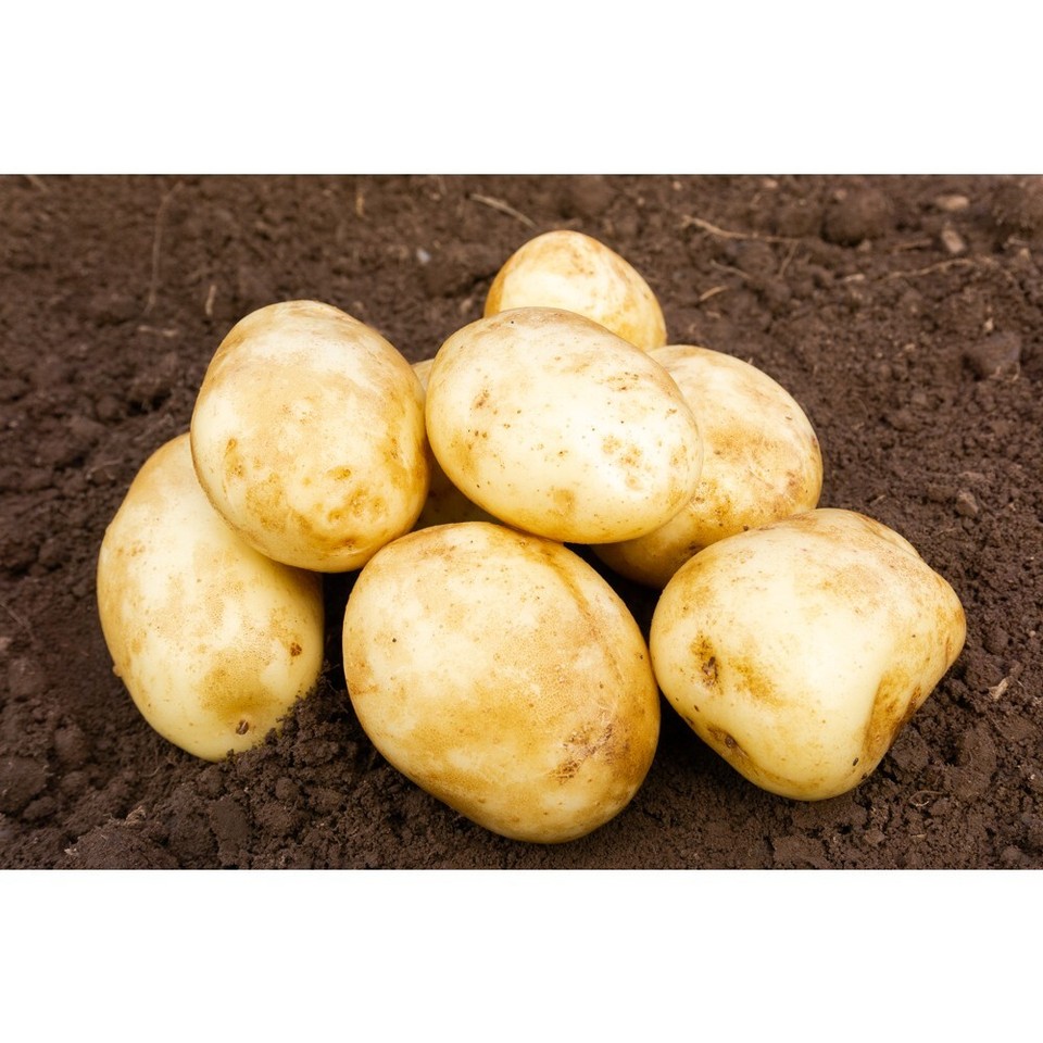 Seed Potatoes 70+ Varieties - Scottish Basic Seed Potatoes X20 Tubers ...