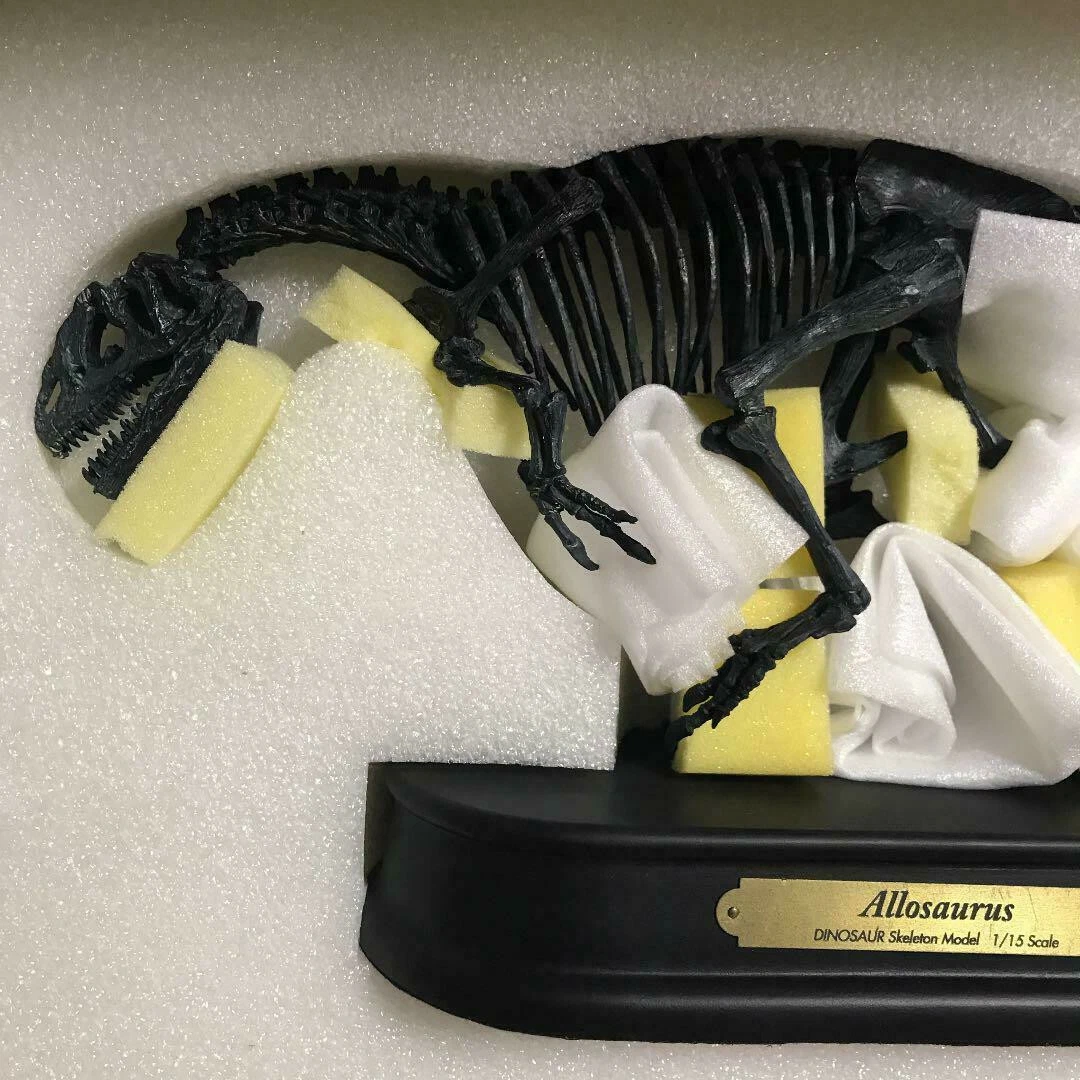 Allosaurus Skeleton Model