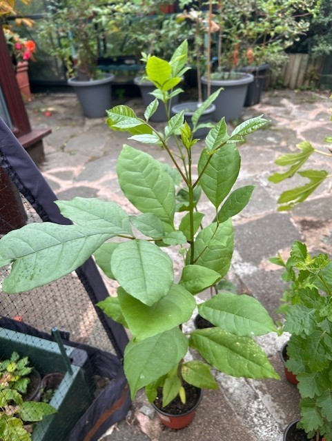 Pumpkin ash tree, Ash, garden tree , ornamental, fast growing , Rare ...