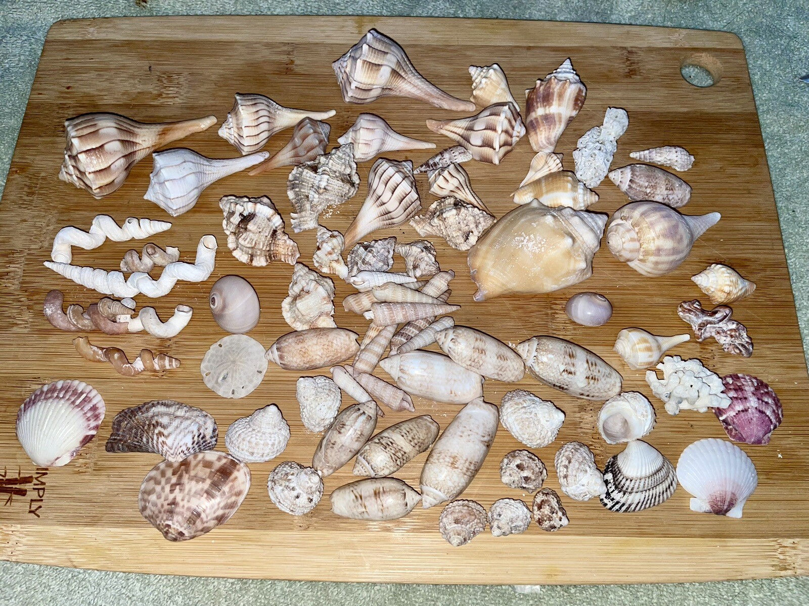 Seashells from Sanibel FL Various Types & Sizes About 75 Total | eBay
