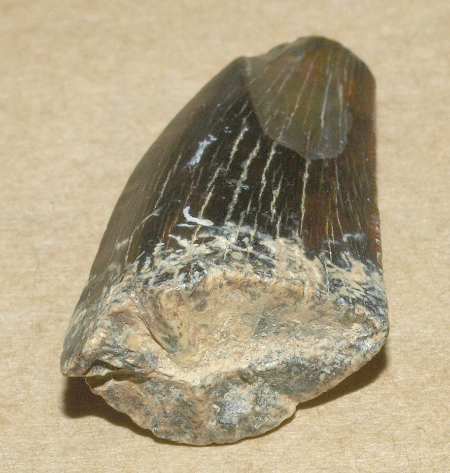 RARE Tooth of tyrannosauroid dinosaur-Timurlengia euotica, Cretaceous ...