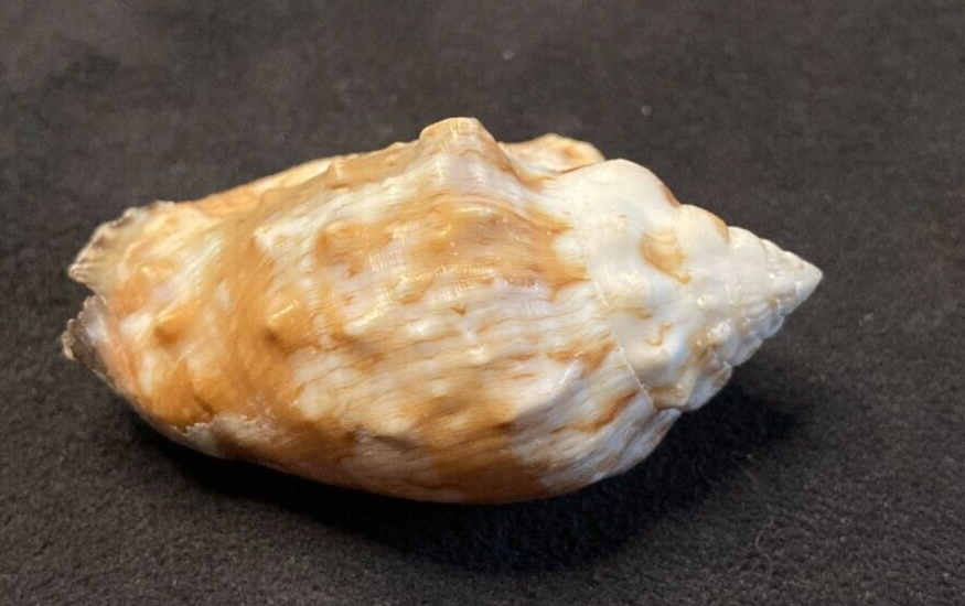 Strombidae Strombus Pipus 50.10mm Siargao Philippines | eBay