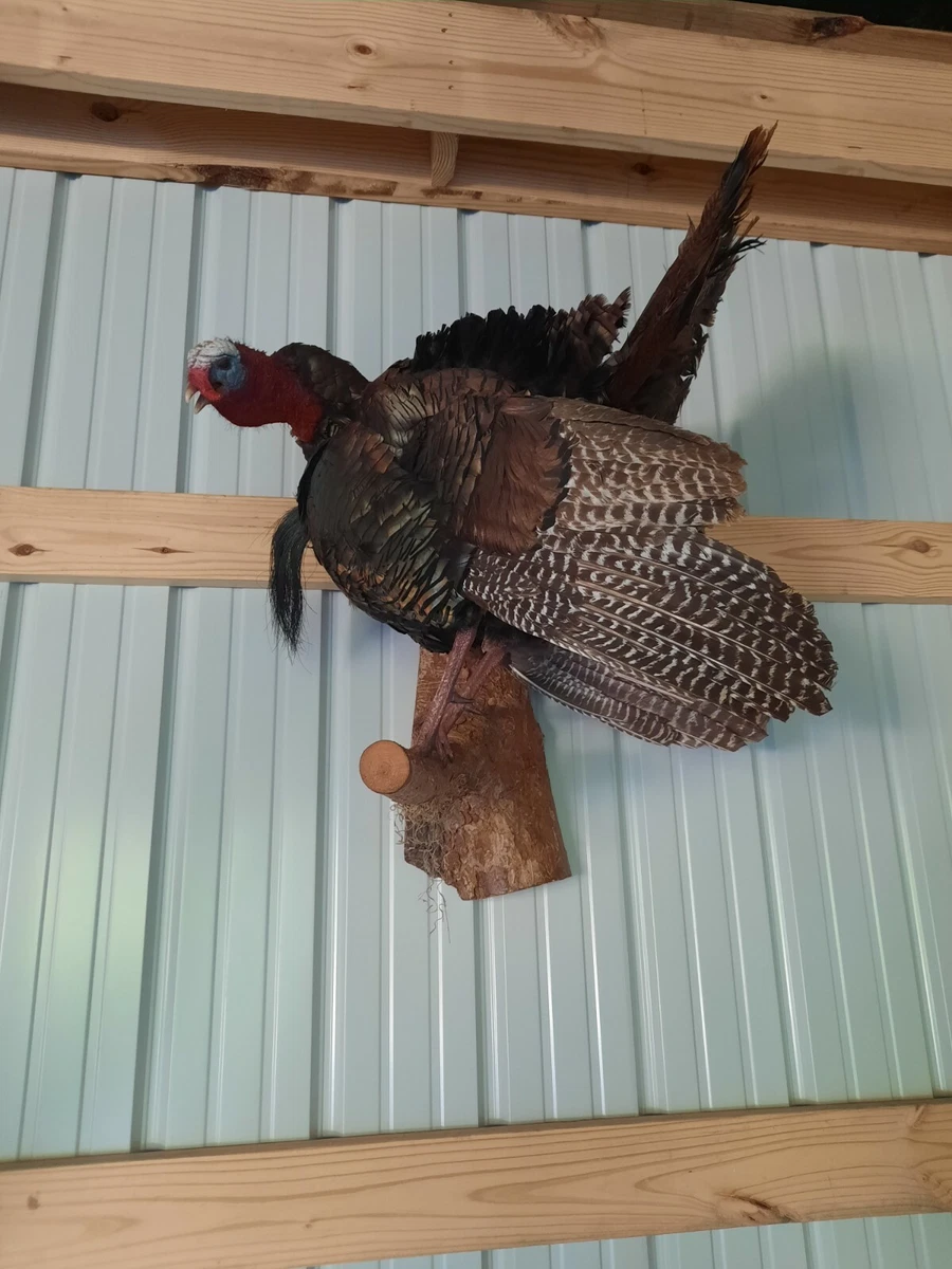 Flying Turkey Mount