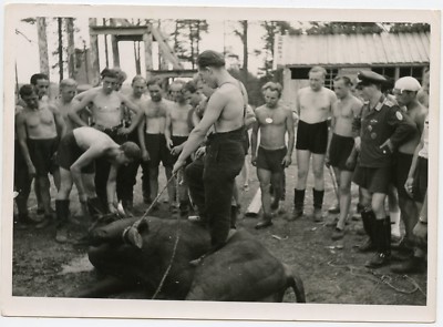 German Military Captured Cow in Russia 1941 Press Photo WWII | eBay