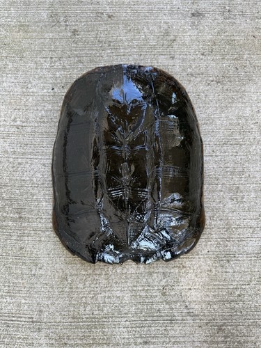 Taxidermy Common Snapping Turtle Shell Huge 14” X 14” Gorgeous Color ...