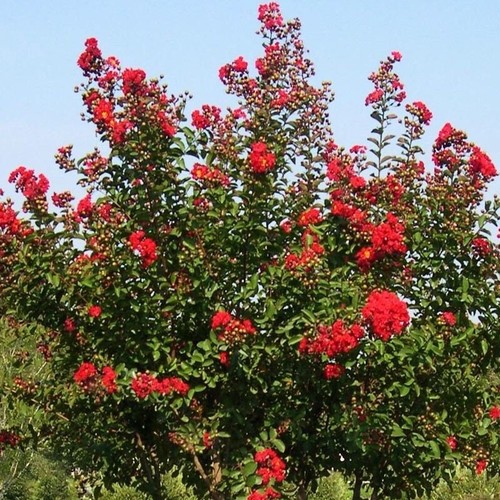 Victor ( Dwarf ) Red Crape Myrtle - Live Plant - ( 2.5 QT ) | eBay