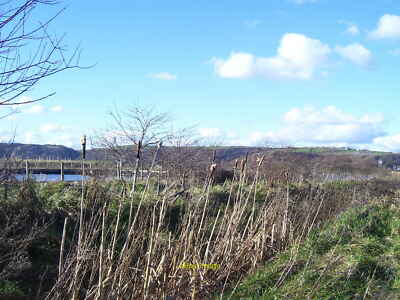 Photo 12x8 Bull rushes and water tanks at Brill Plashett c2016 | eBay UK
