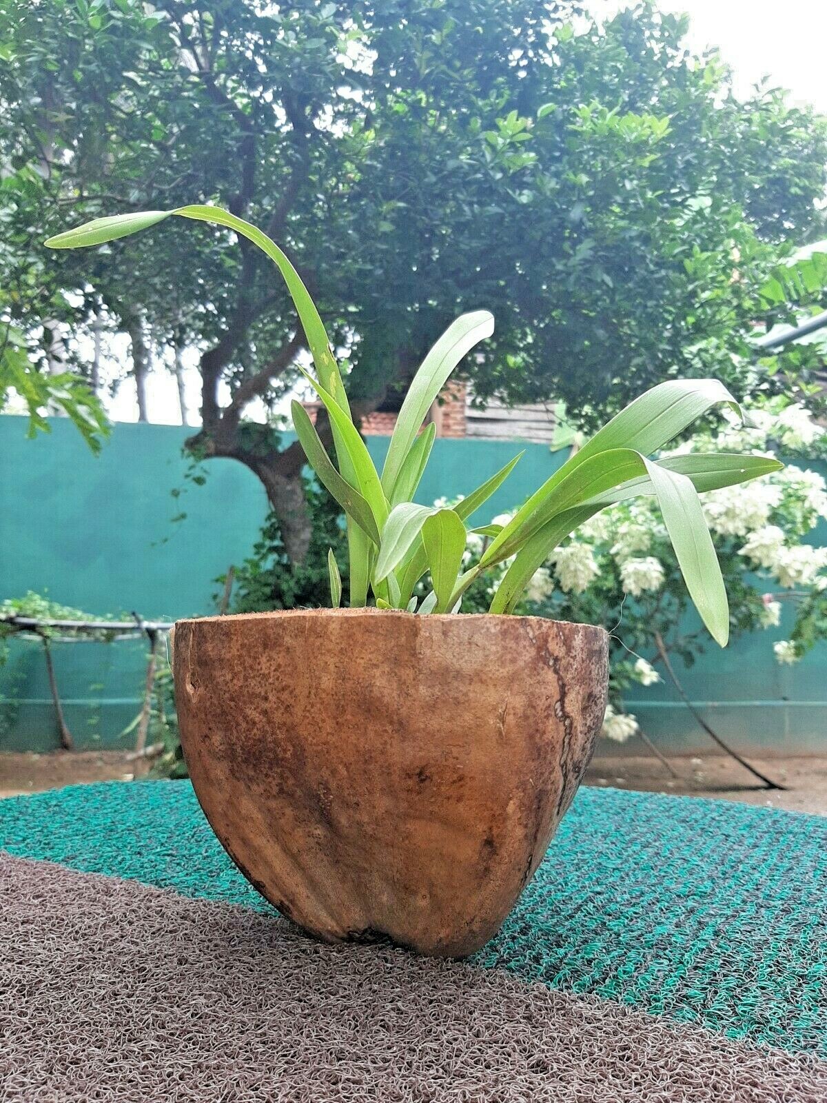 COCONUT HUSK SHELL HANGING BASKET POT ORCHID NATURAL FLOWER PLANTER FOR ...