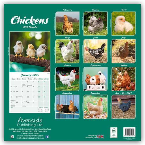 Chicken Advent Calendar 2024 Willow Creek Press 2026 Just Us Chickens ...
