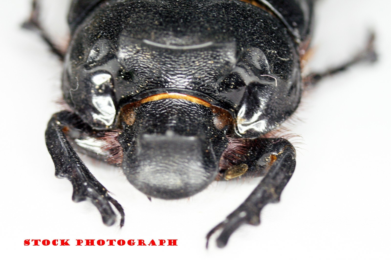 Insect Dung Beetle Cetoniidae Scarabaeidae Heliocopris species-Giant ...