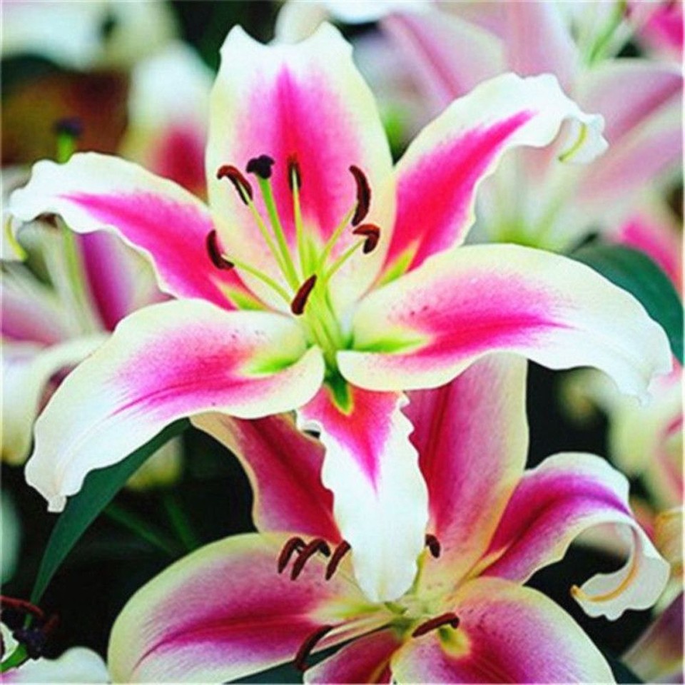 20 EXOTIC rare LILY SEEDS for garden flower perennial plant beds USA ...