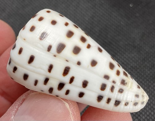 Conus Seashell Sea Shell Vintage Private Collection 41mm White Black | eBay