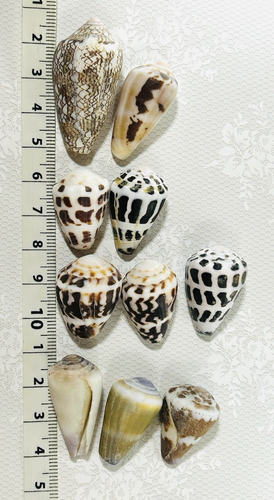 Cone shell from japan Surf-Tumble Shells of Okinawa | eBay