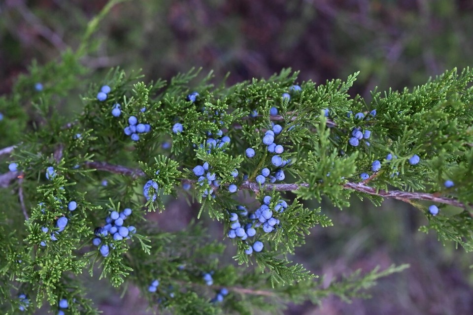 Eastern Red Cedar Seeds (Juniperus virginiana) Berries - Free Shipping ...