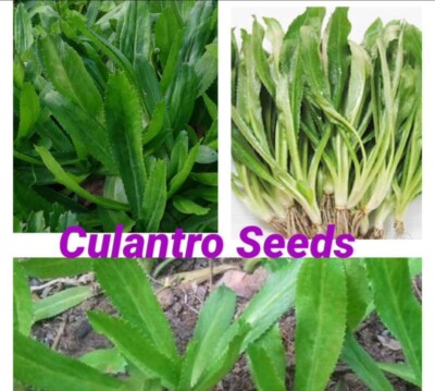 200+ SEEDS CULANTRO MEXICAN CORIANDER DE ALCAPATE CILANTRO ANCHO ...